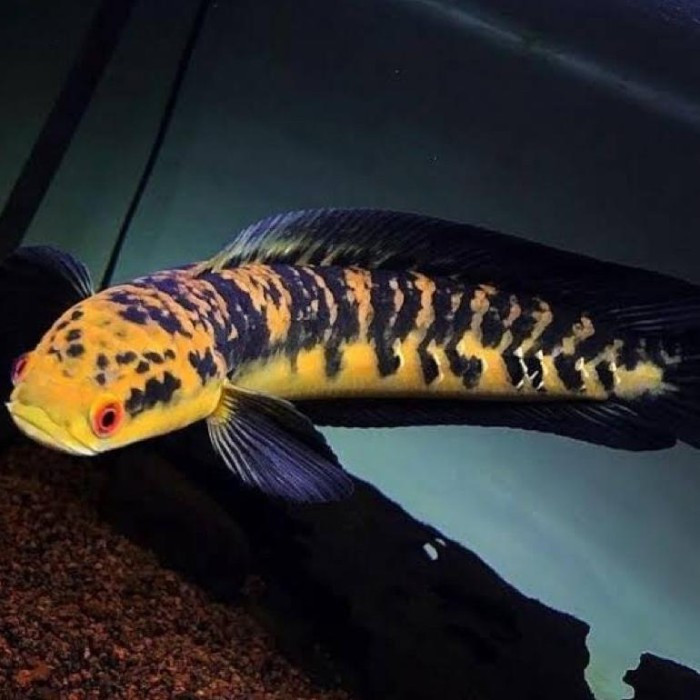 Jual Channa Maru Jumbo Terlengkap & Harga Terbaru Juni 2026 | Shopee ...