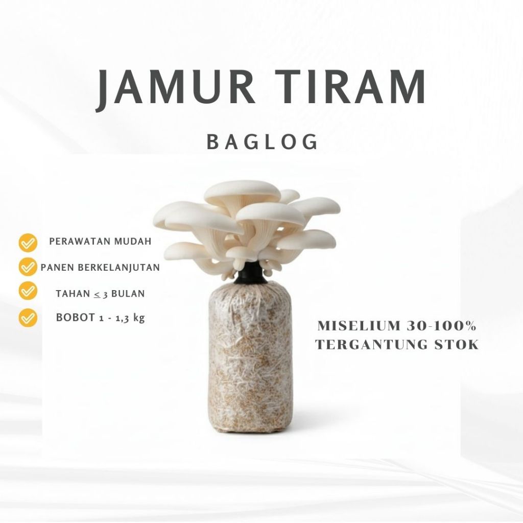 Jual Baglog Jamur Tiram Putih F2 Ukuran Sedang | Shopee Indonesia