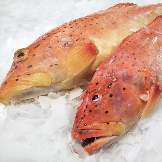 Jual Ikan Kerapu Lodi Ikan Kerapu Merah Ikan kerapu Segar 1Kg | Shopee ...