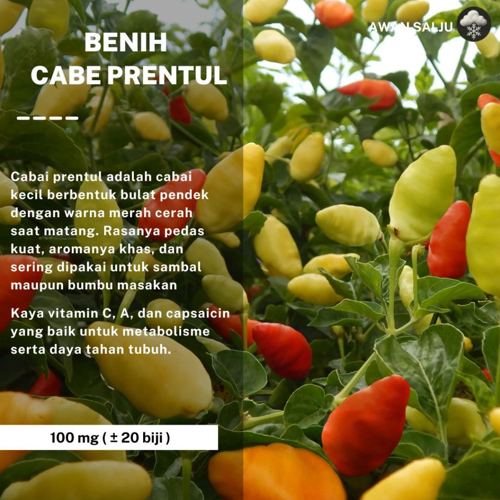 Jual Benih Cabe Prentul Benih Sayuran Bibit Cabai Prentul Benih Sayur ...