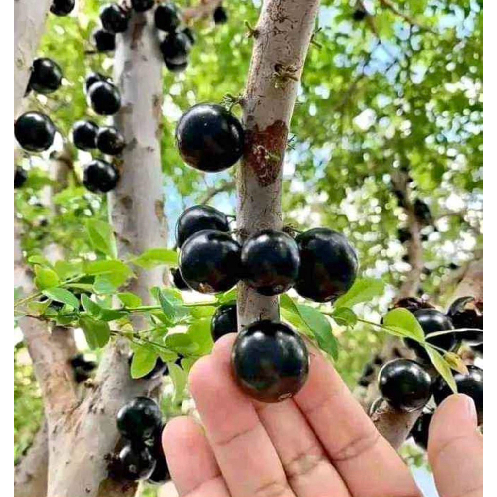 Jual bibit buah anggur pohon - anggur brazil preco - jaboticaba ...