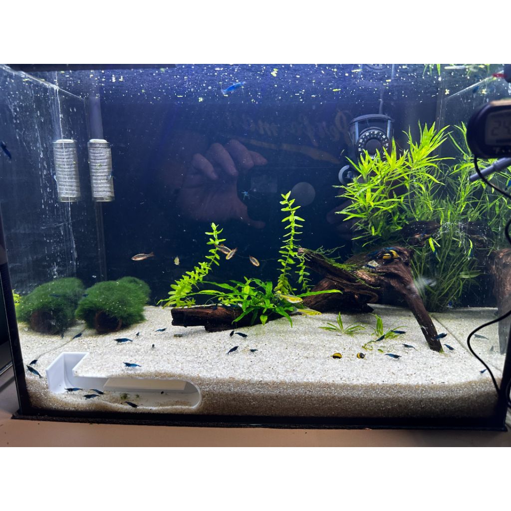 Jual fish and shrimp tunnel, goa ikan dan udang hias | Shopee Indonesia
