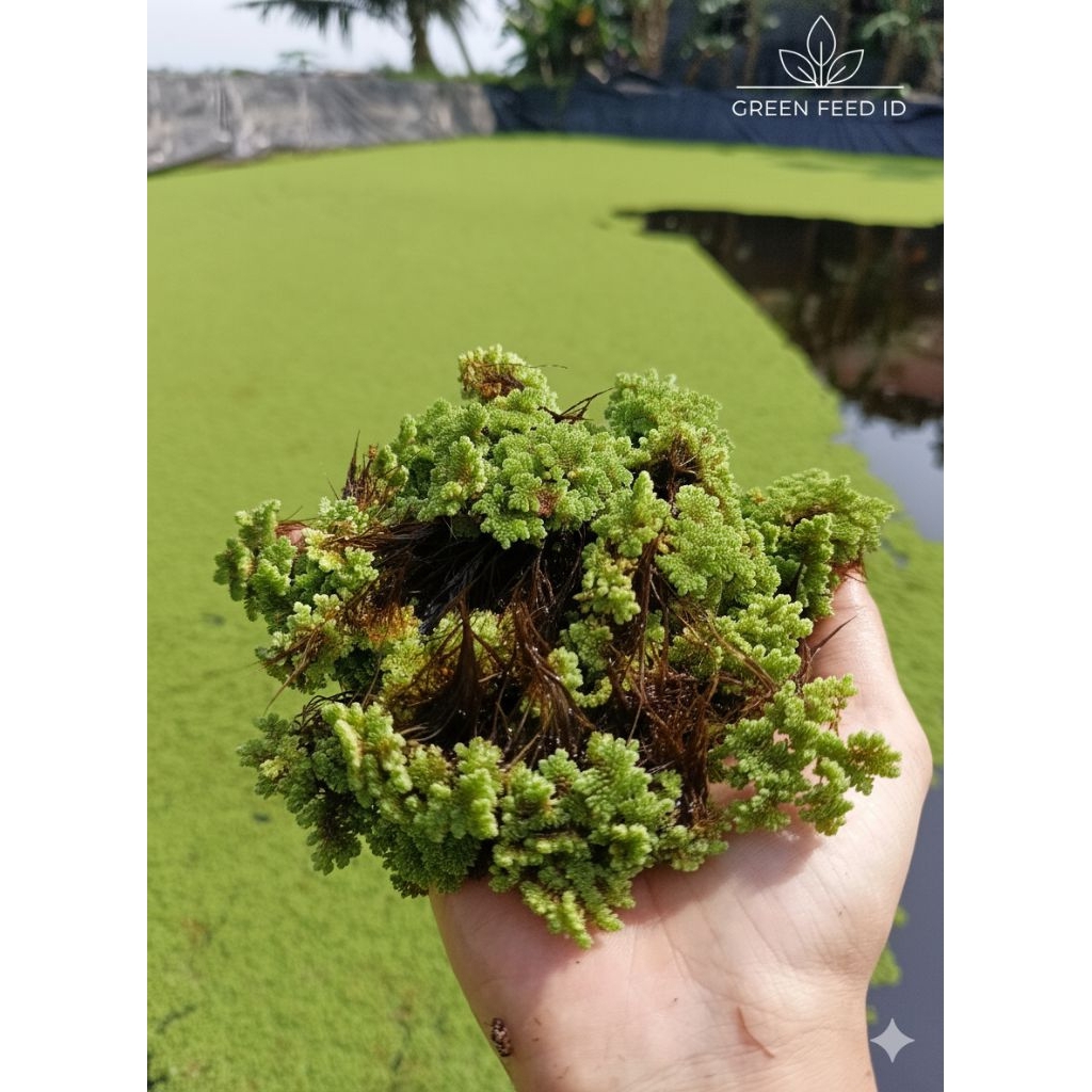 Jual Bibit azolla microphylla murah 1kg pakan alternatif ternak dan ...