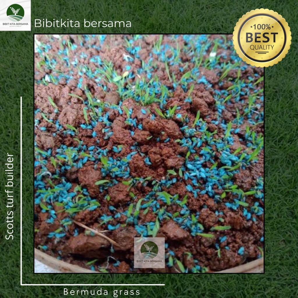 Jual Scotts turf builder bermuda grass 10 gram - benih rumput bermuda ...