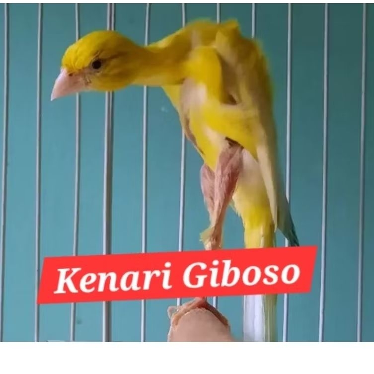 Jual kenari giboso Giboso jantan original | Shopee Indonesia
