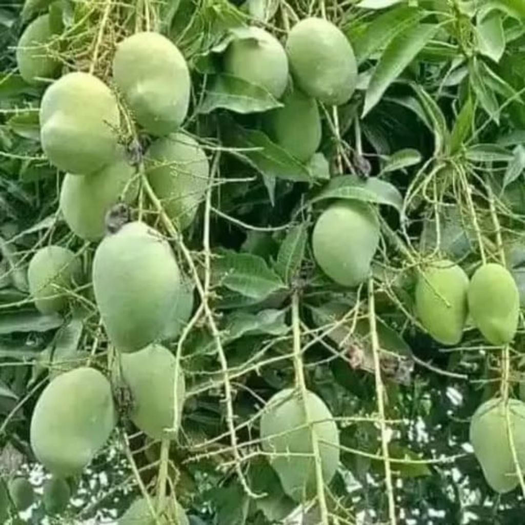 Jual PELEM/MANGGA MUDA KHAS JAWA 1KG | Shopee Indonesia