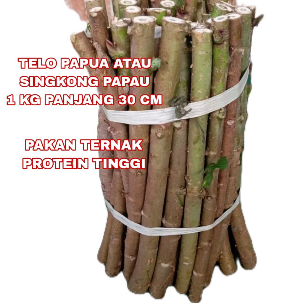 Jual BIBIT SINGKONG PAPAU ATAU TELO PAPUA PAKAN TERNAK 1 KG | Shopee ...
