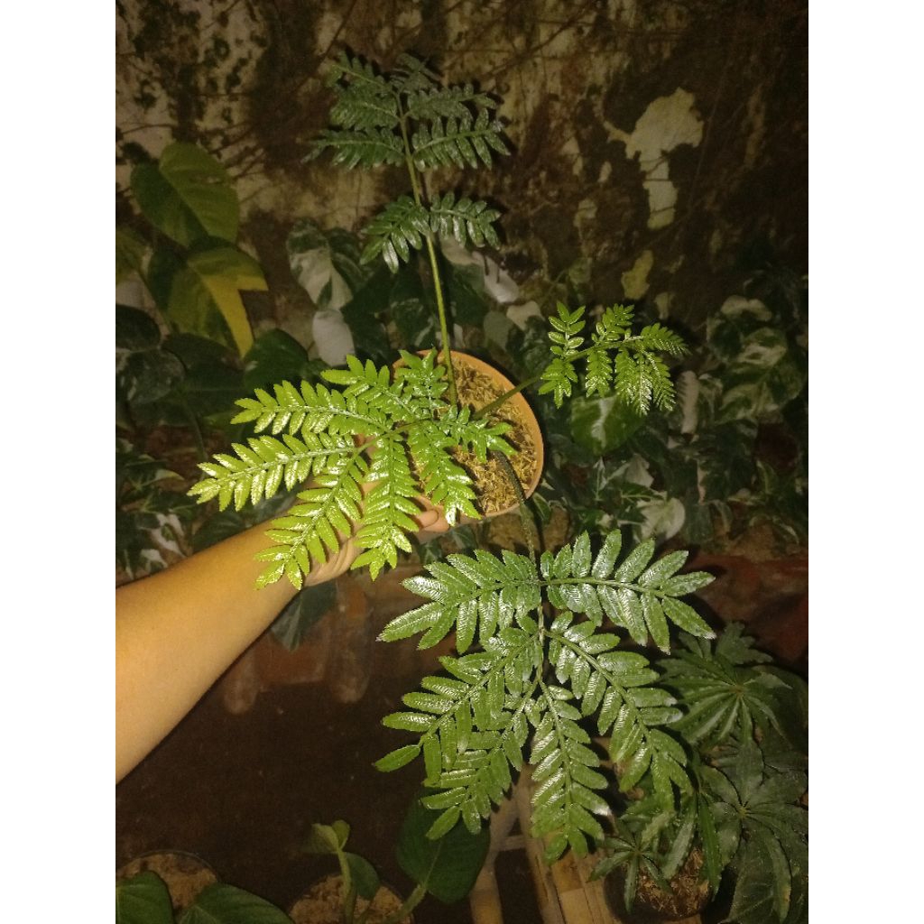 Jual Tanaman Hias pakis marattiaceae Pride of Papua / Tanaman pakis ...