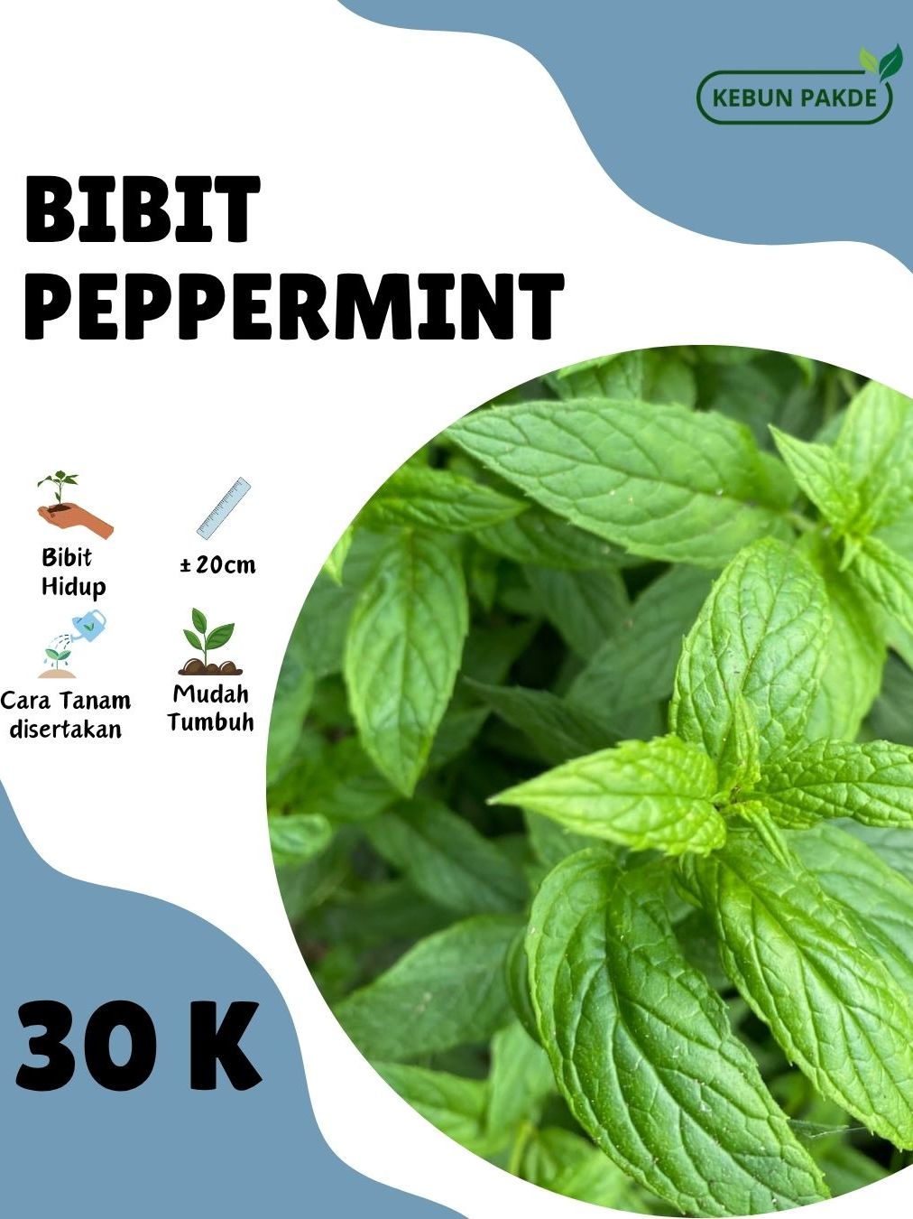 Jual Bibit Tanaman Daun Mint | Peppermint | Mentha | Semriwing | Siap ...