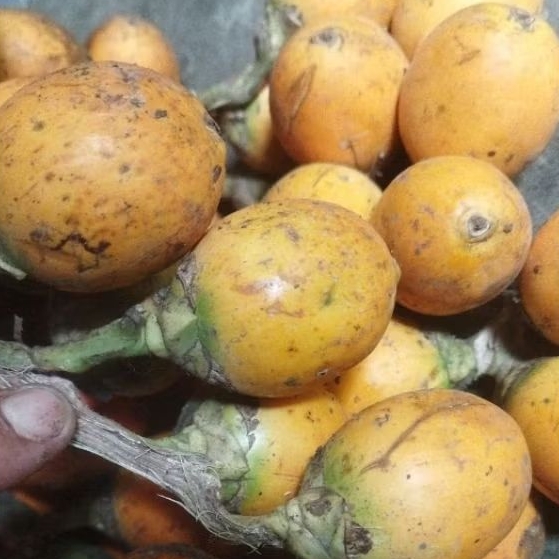Jual PINANG TUA COD 1KG | Shopee Indonesia
