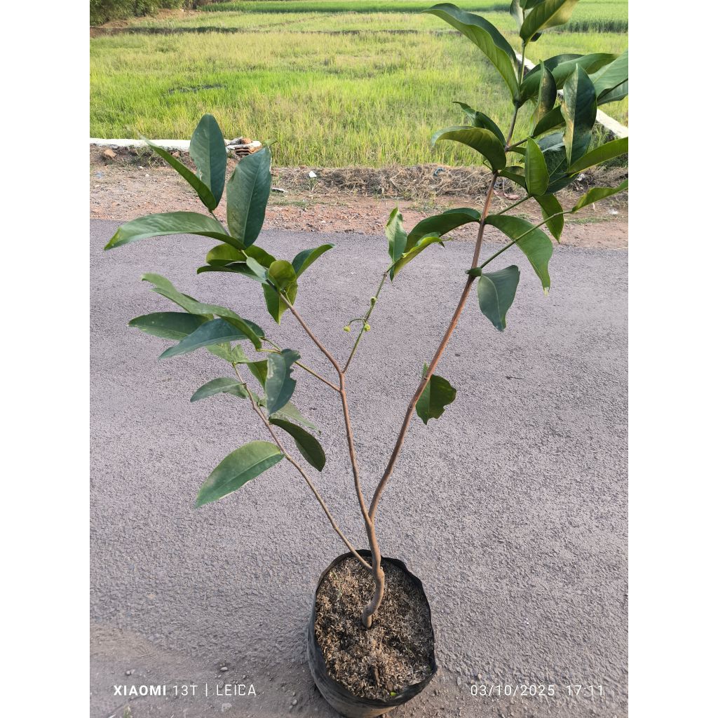 Jual bibit jambu kiojok berbunga (full media) | Shopee Indonesia