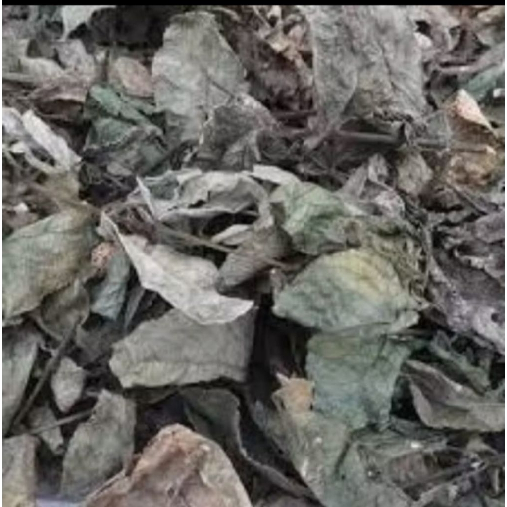 Jual Daun keji beling pecah beling kering 1kg | Shopee Indonesia