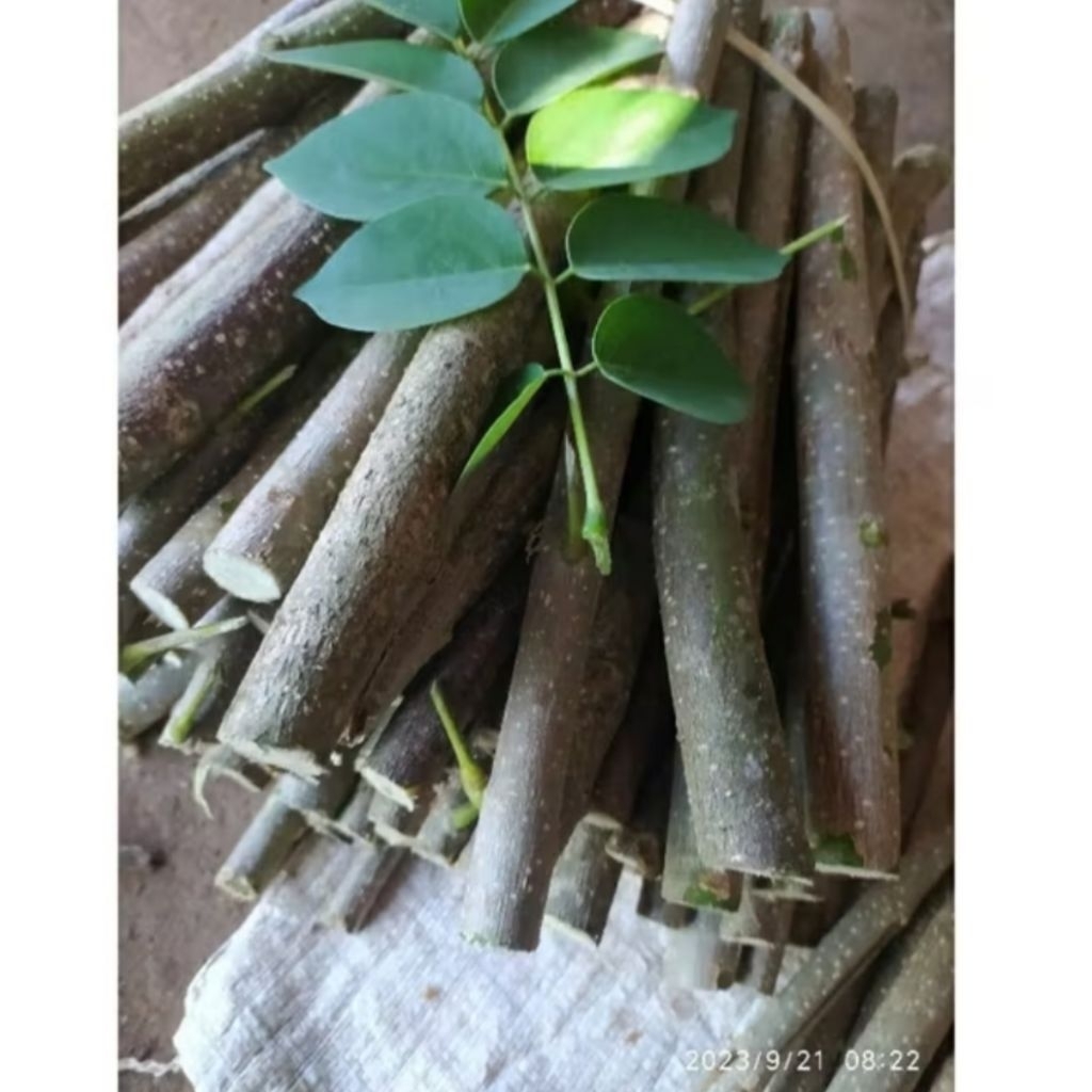 Jual 25 Batang Bibit Stek Gamal / Kleresede Segar – Pakan Ternak ...
