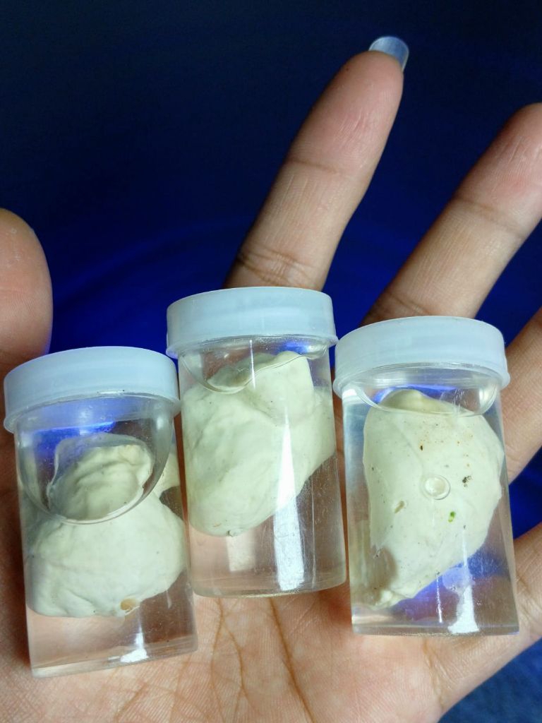 Jual PULUT BURUNG / LEM GETAH KARET SUPER LENGKET ANTI ZONK | Shopee ...