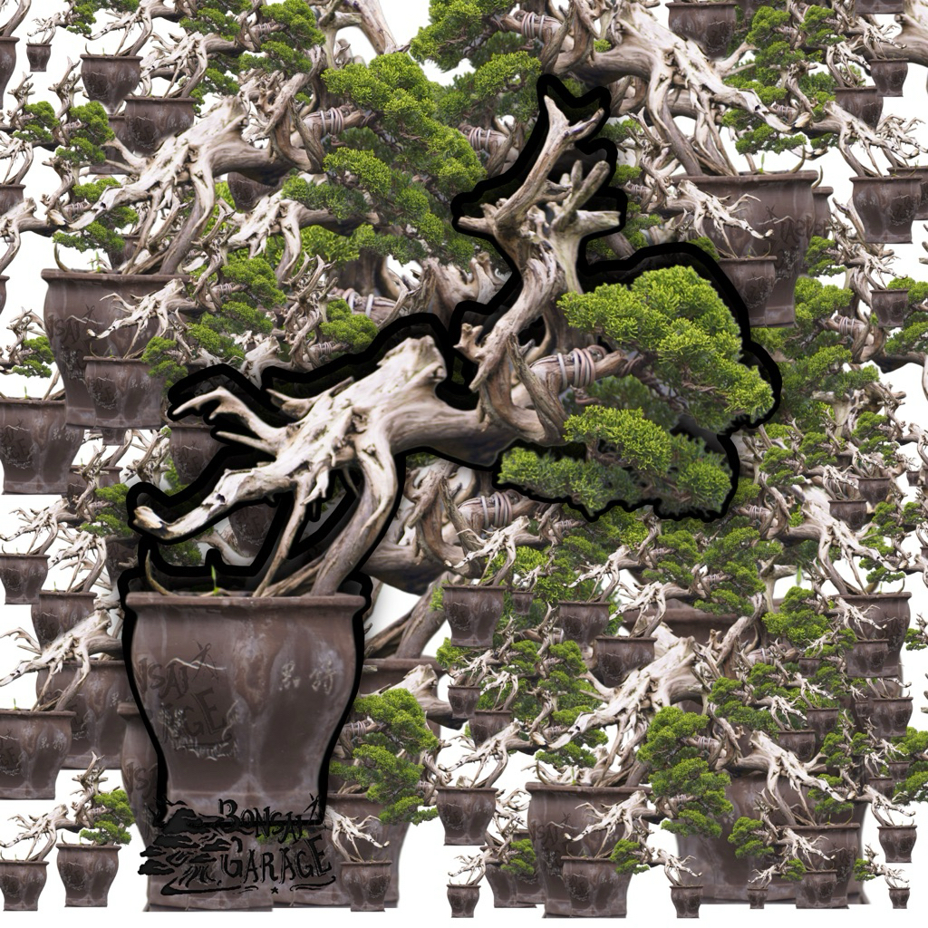 Jual bonsai cemara 7kilo | Shopee Indonesia