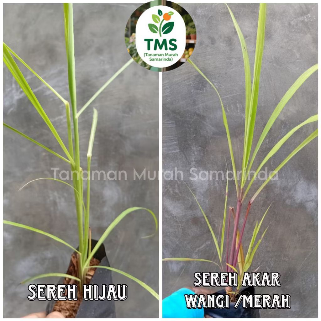 Jual TMS~ sereh merah akar wangi sereh putih bumbu masak sereh wangi ...