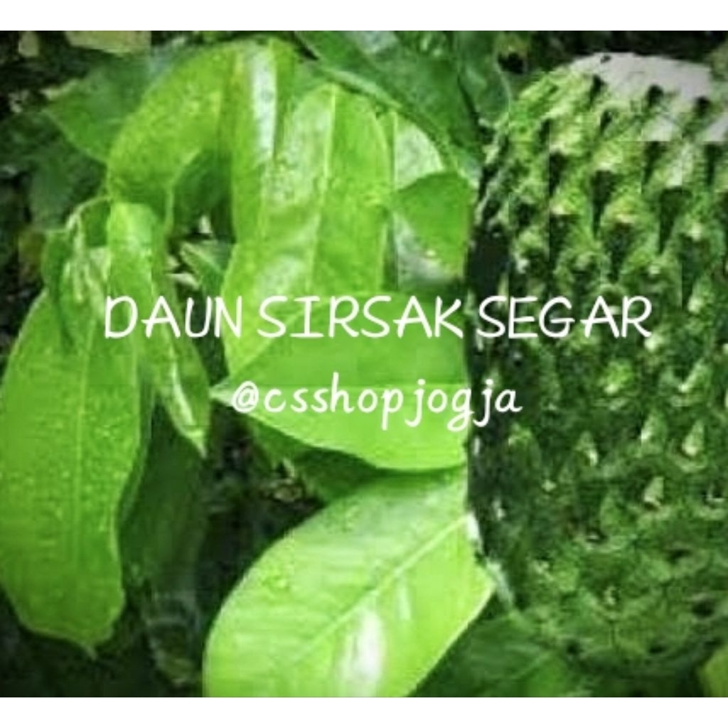 Jual DAUN SIRSAK SEGAR 35 LEMBAR [ PROMO JOGJA ] | Shopee Indonesia