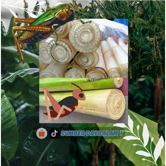 Jual Batang Pisang Debog Gedebong Segar Pakan Jangkrik | Shopee Indonesia