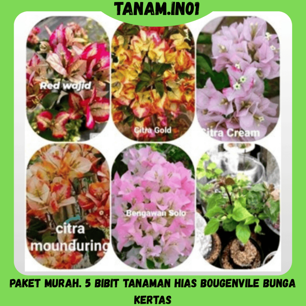 Jual PAKET MURAH... 5 Bibit tanaman hias Bougenville bunga kertas ...
