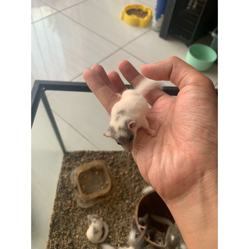 Jual African Pygmy Dormice Snow | Shopee Indonesia