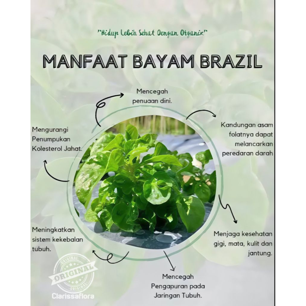 Jual Tanaman bayam Brazil / pohon bayam Brazil mempunyai banyak manfaat ...