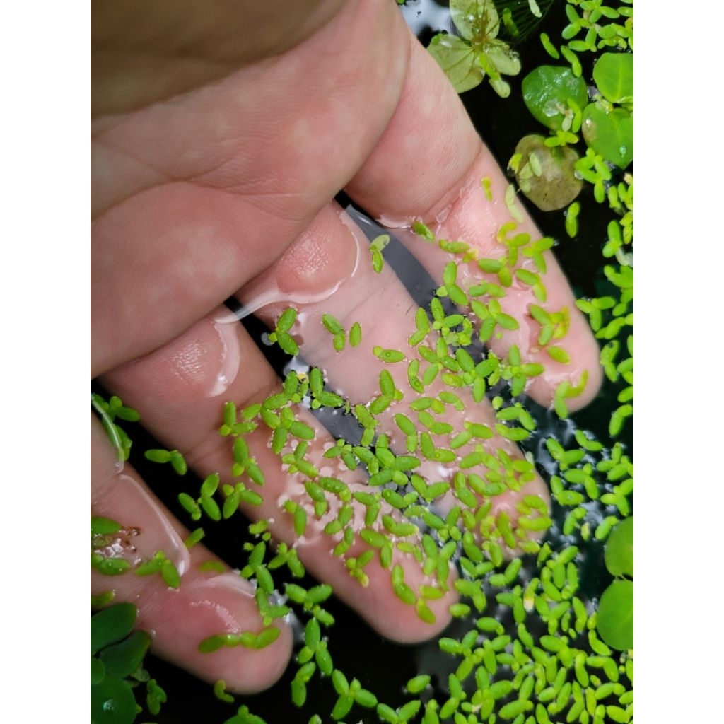 Jual Tanaman air mata lele/Lemna minor/duckweed | Shopee Indonesia