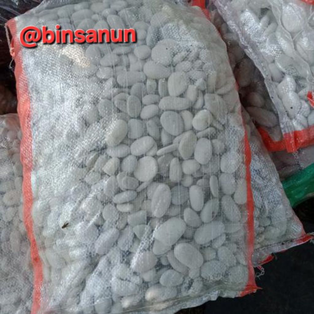 Jual Batu hias 8 kg- batu koral putih kupang 1 karung-MAKSIMAL 1 KARUNG ...