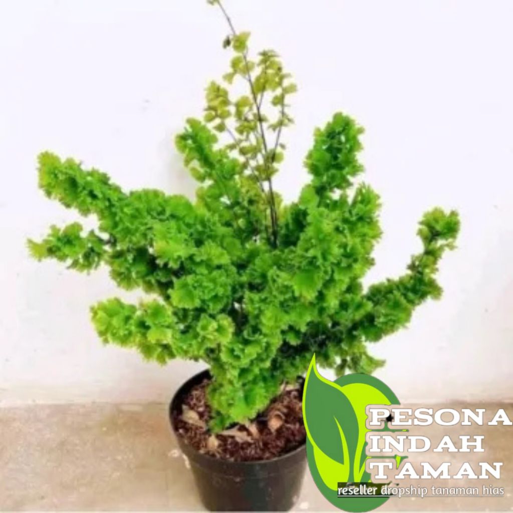 Jual tanaman hias suplir tusuk sate/suplir tanaman hias indoor | Shopee ...