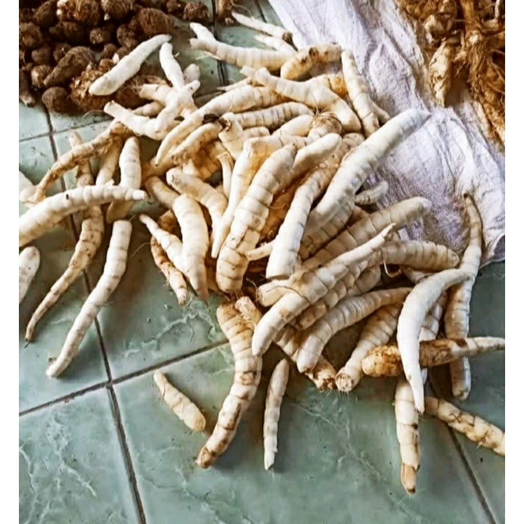 Jual umbi kerut / umbi garut 1kg | Shopee Indonesia