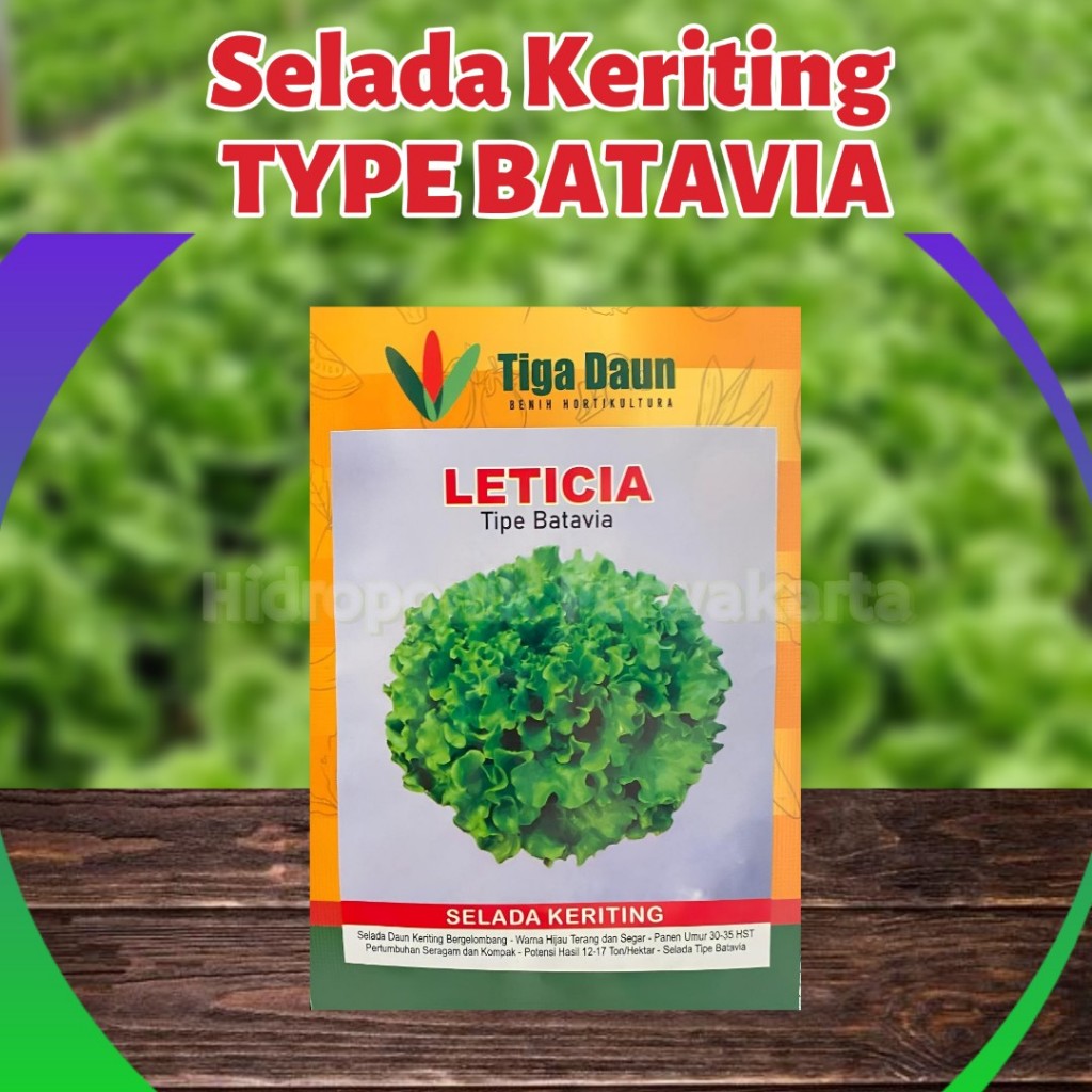 Jual Benih Selada Keriting Batavia LETICIA Lettuce Batavia Cap Tiga ...
