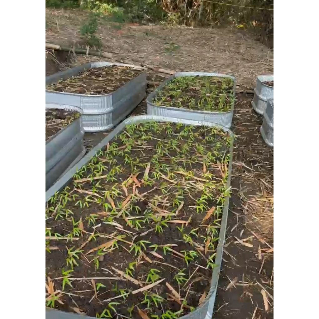 Jual raised bad galvalum bedengan ukuran sedang tanaman estetik cocok ...