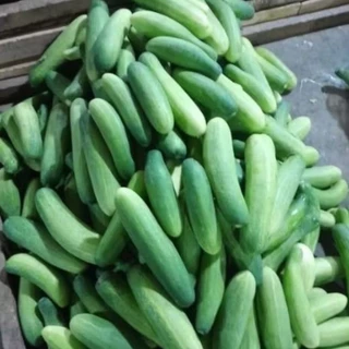 Jual Timun 1 Kg Terlengkap & Harga Terbaru September 2025 | Shopee ...