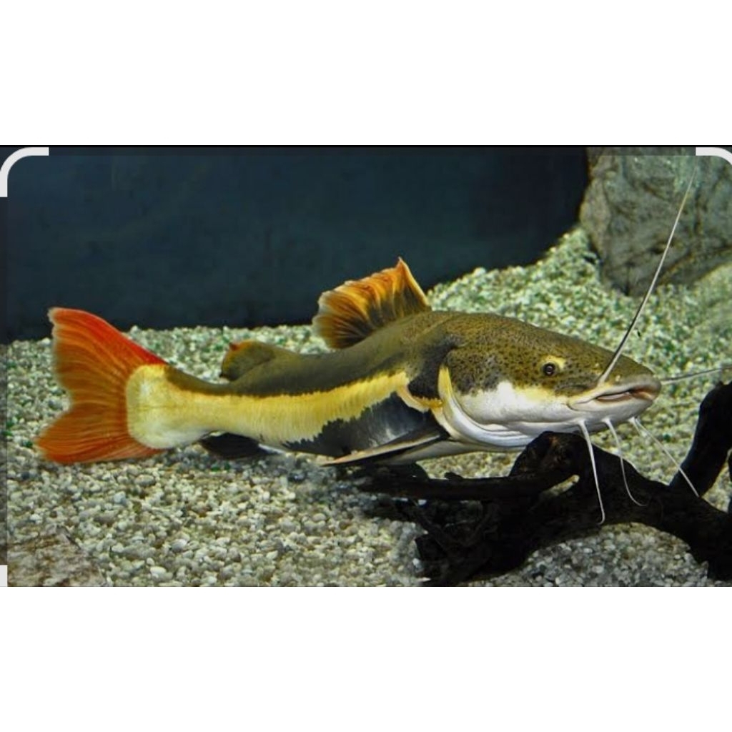 Jual RED TAIL CATFISH SHORT BODY 25-28CM | Shopee Indonesia