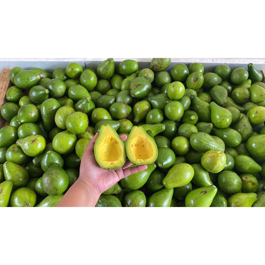 Jual Buah Alpukat 1 Kg dari Sumatera Barat | segar | Shopee Indonesia