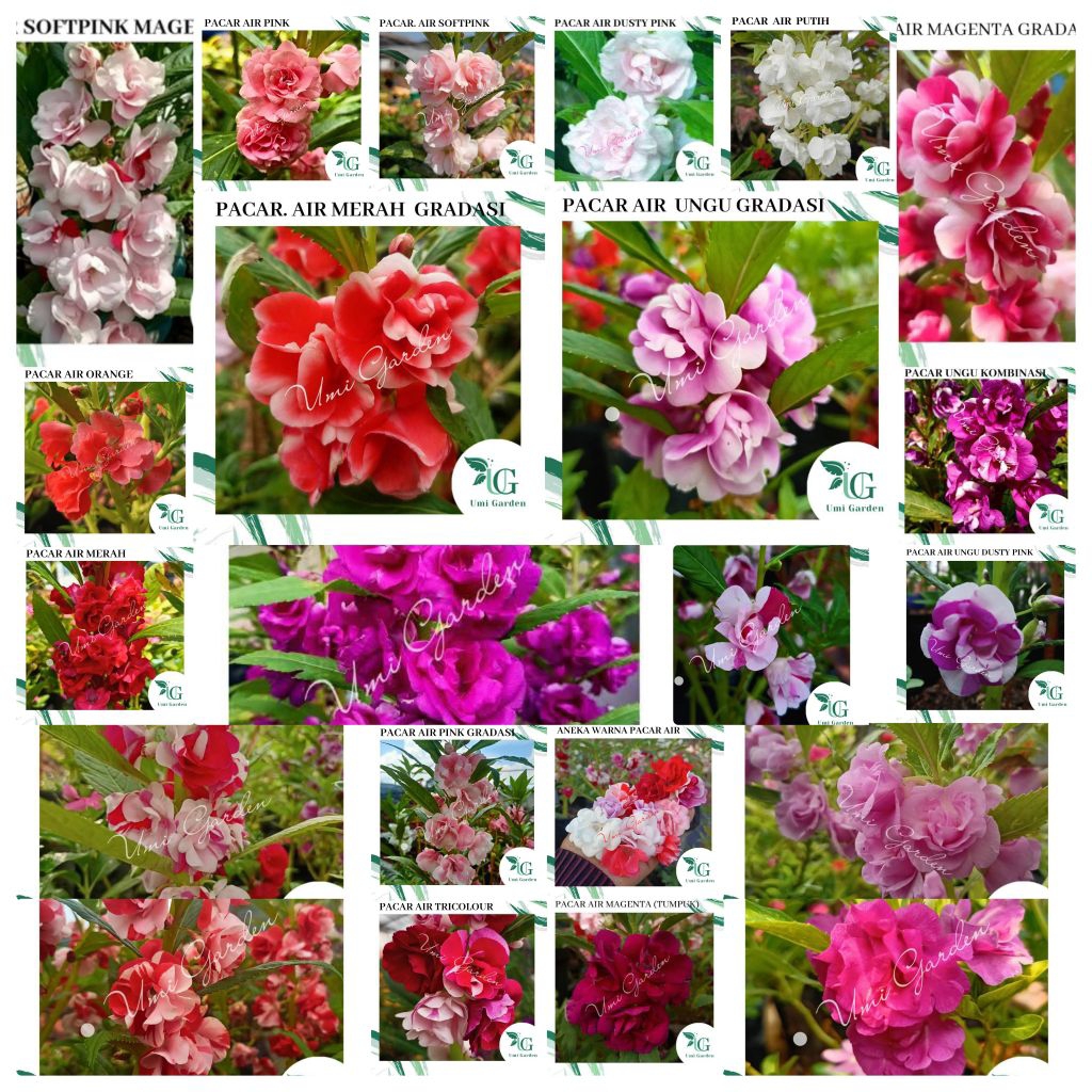 Jual Aneka Warna Benih Bunga Pacar Air Tumpuk Impatiens Rose Balsamina ...