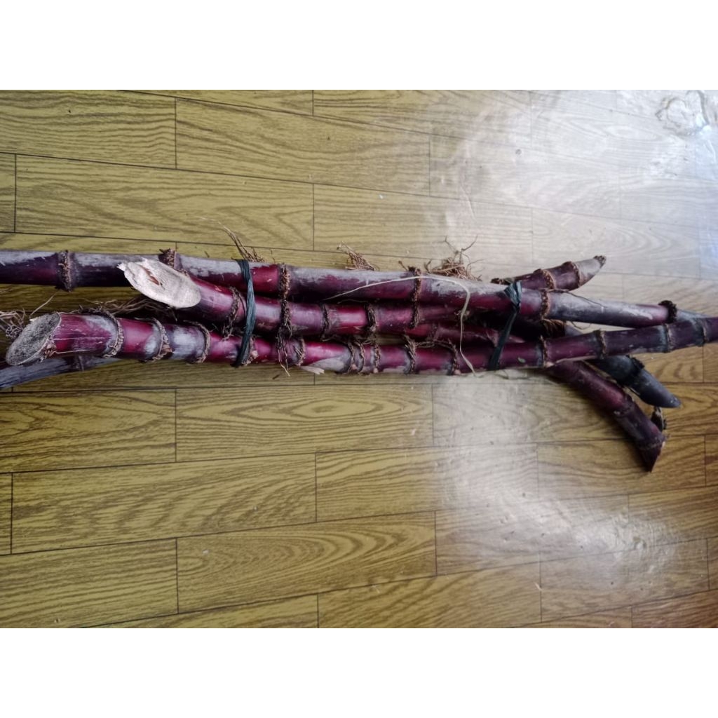 Jual Tebu udang atau tebu ubek kampuang tebu obat kampung | Shopee ...