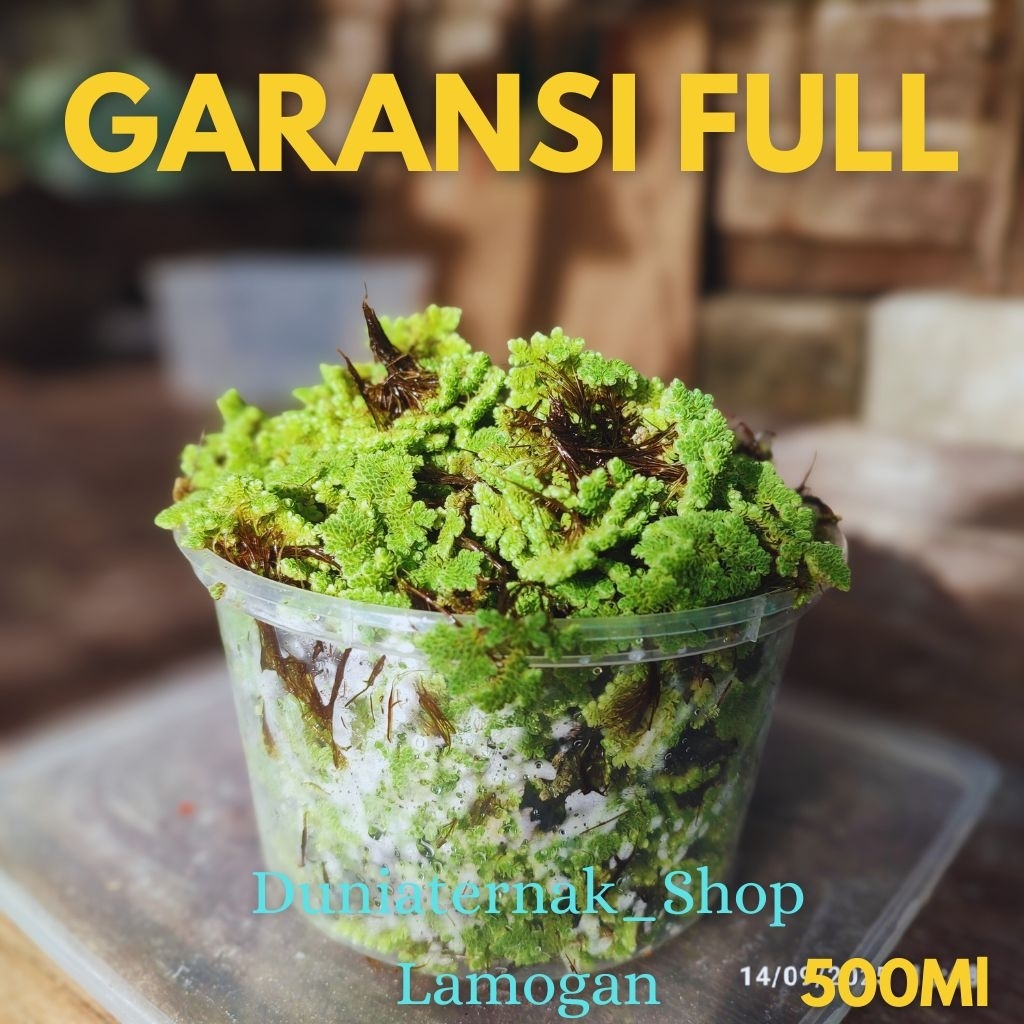 Jual Bibit azolla microphylla 1 cup / azolla pakan alternatif ternak ...