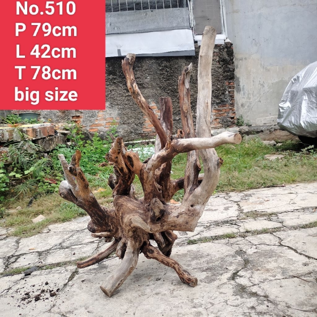 Jual akar santigi laut 510 akar dekorasi aquascape aquarium | Shopee ...