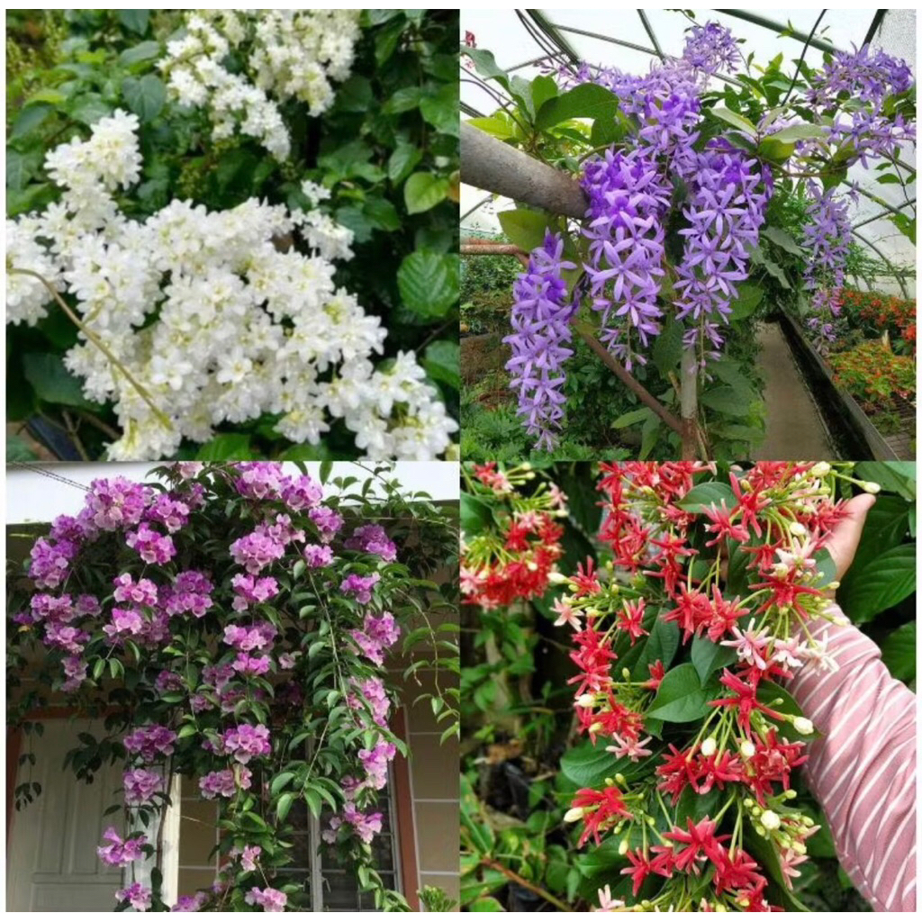 Jual Paket murah 4 tanaman hias merambat (porana volubilis,petrea ...