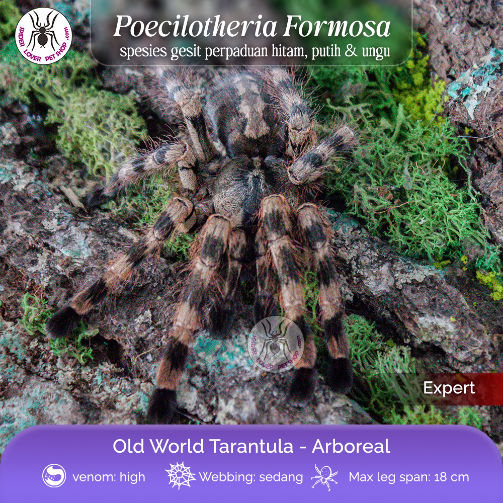 Jual TARANTULA POECILOTHERIA FORMOSA - MALE | Shopee Indonesia