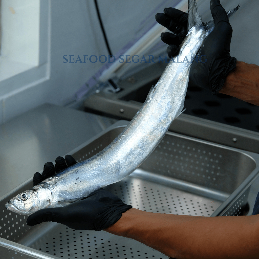 Jual IKAN PARANG | seafood segar malang | Shopee Indonesia