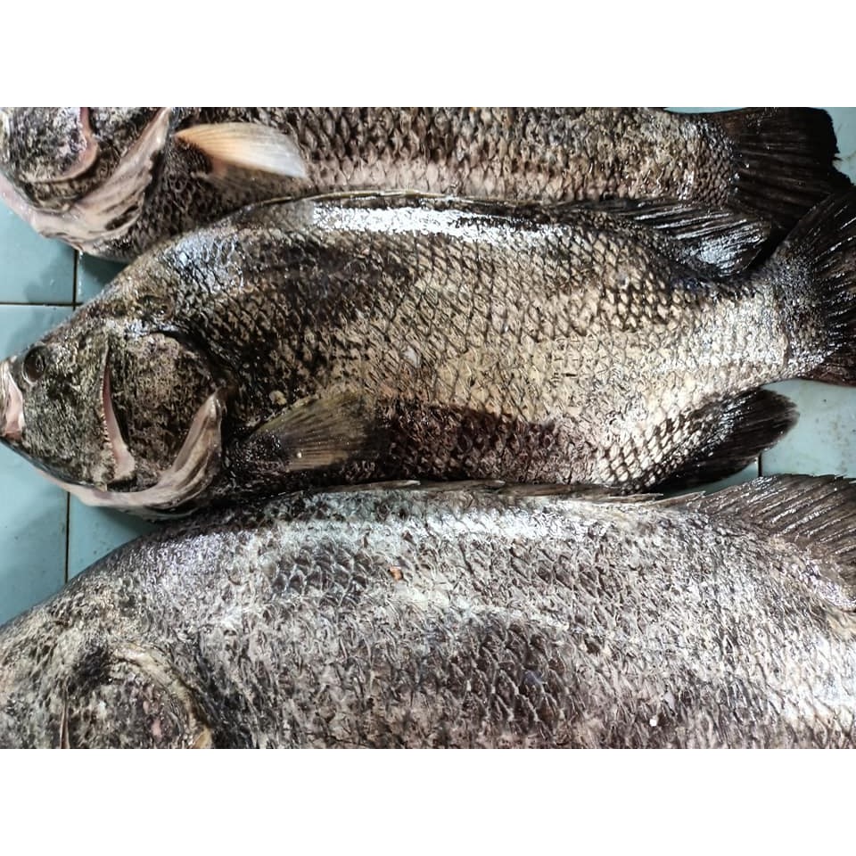 Jual Ikan Kakap Segar 1Kg Ikan Kakap Hitam Black Sannaper Seafood Ikan ...