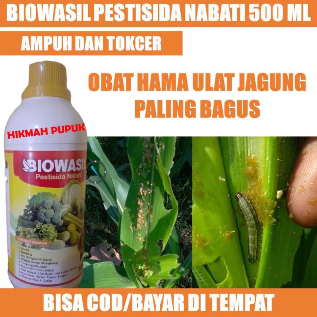 Jual BIOWASIL OBAT PREMIUM ATASI HAMA SUNDEP BELUK DAN PADI TERBAIK ISI ...