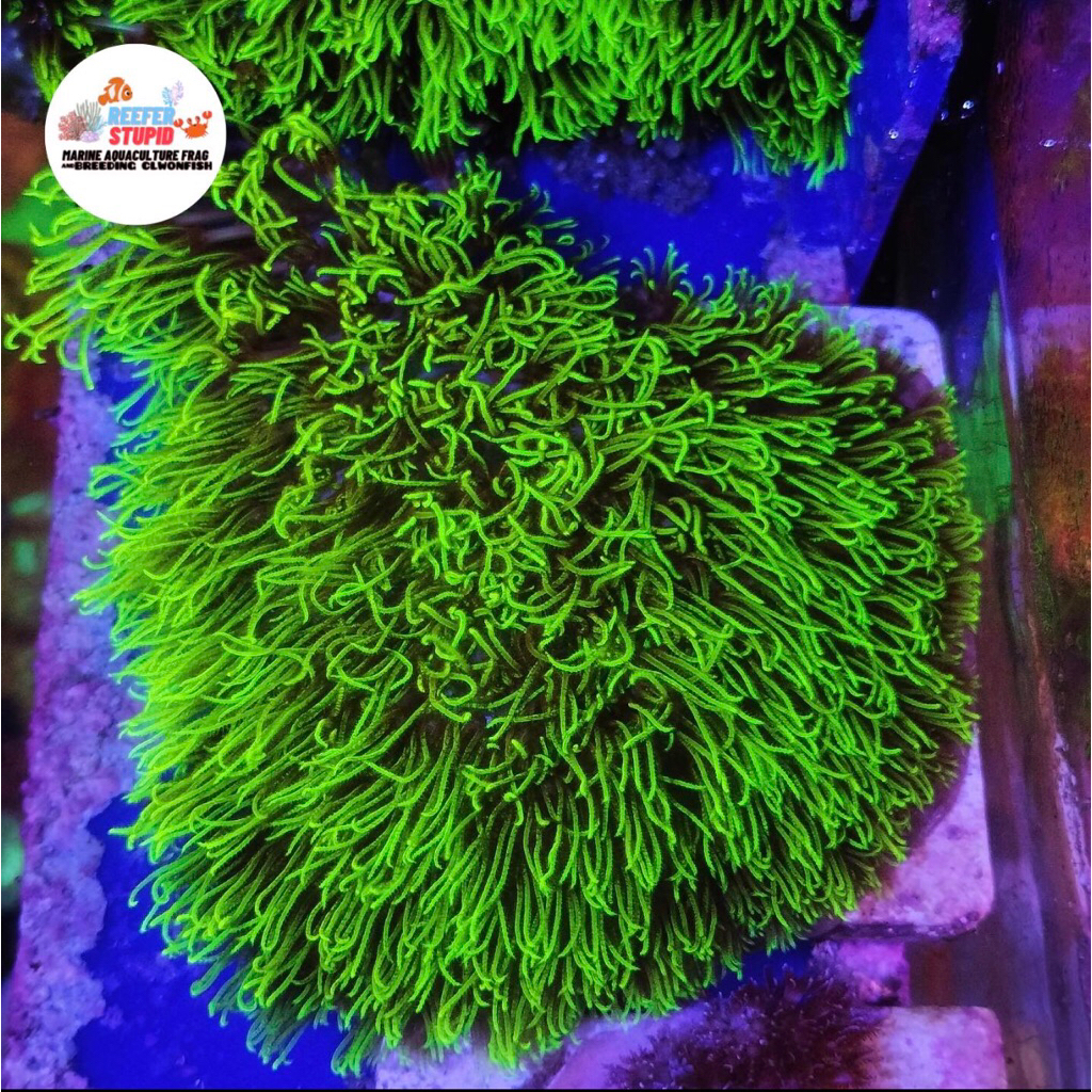Jual Coral Green Star polyp GSP frag aquaculture | Shopee Indonesia