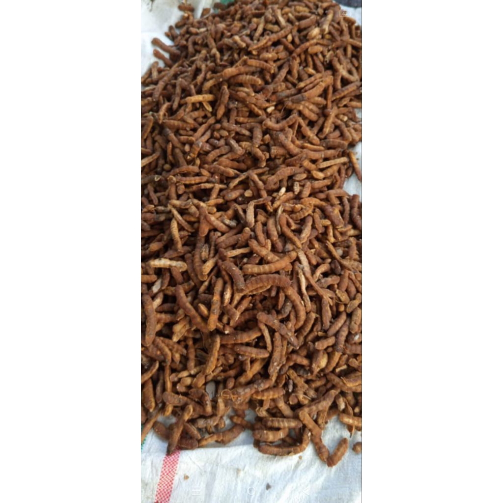 Jual ASAM JAWA MATANG 1KG | Shopee Indonesia