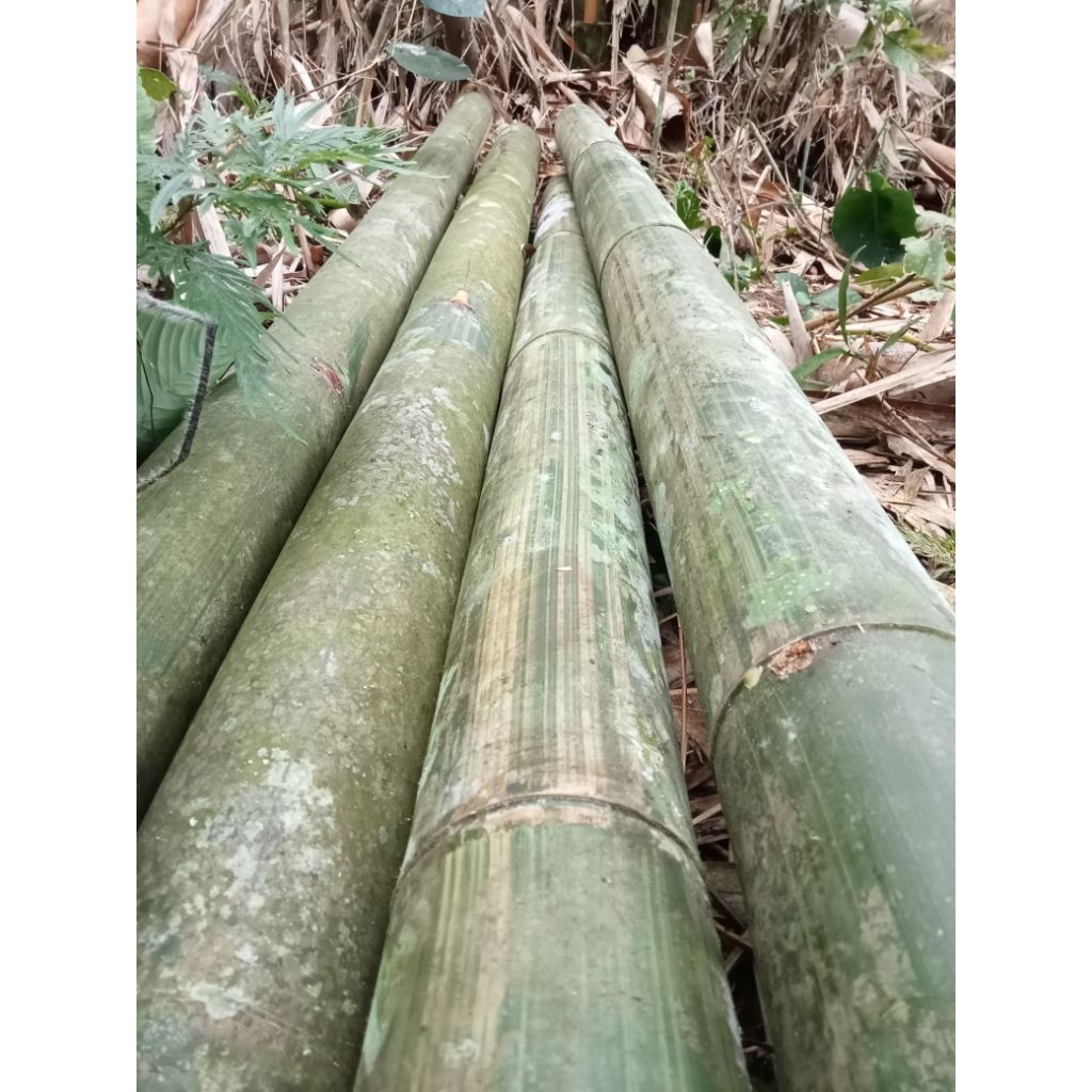 Jual Bambu Gombong Utuh | Bambu Geluntungan | Bambu Ukuran Besar ...