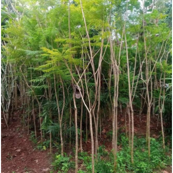 Jual Bibit Pohon Jacaranda | Shopee Indonesia