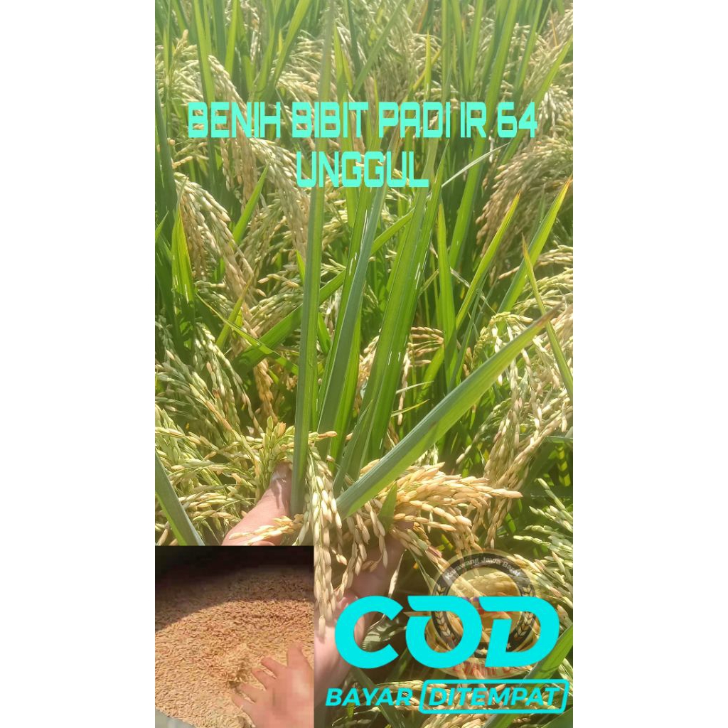 Jual BENIH BIBIT PADI IR 64 SUPER JUMBO KEMASAN 5KG | Shopee Indonesia