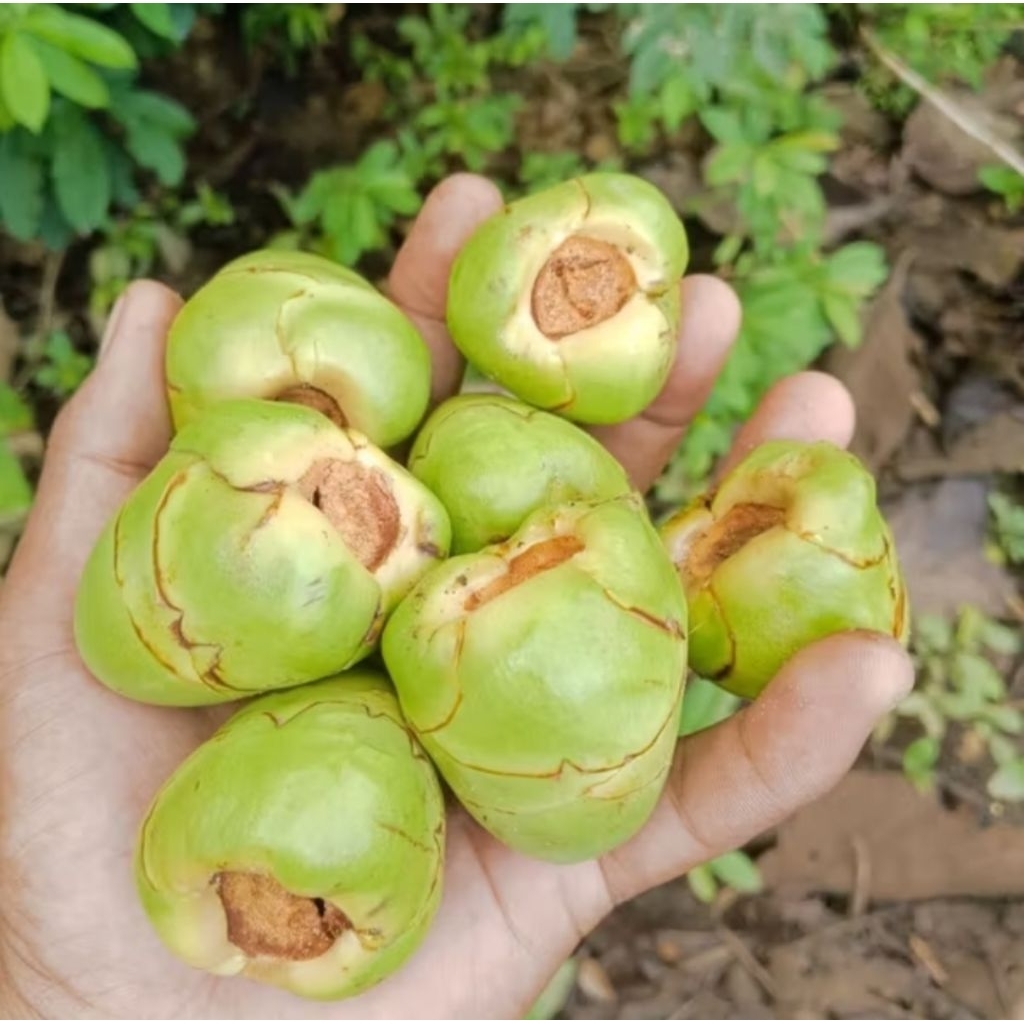 Jual BELULUK KELAPA PER 10-30 BIJI/TEMBULUK KELAPA / BLULUK KELAPA ...