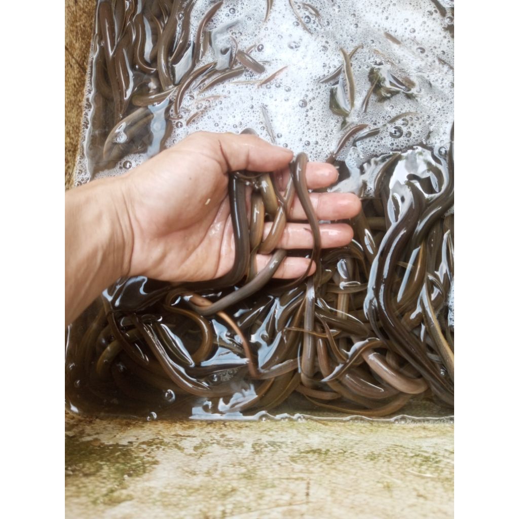 Jual bibit belut per kg isi 70 ekor | Shopee Indonesia